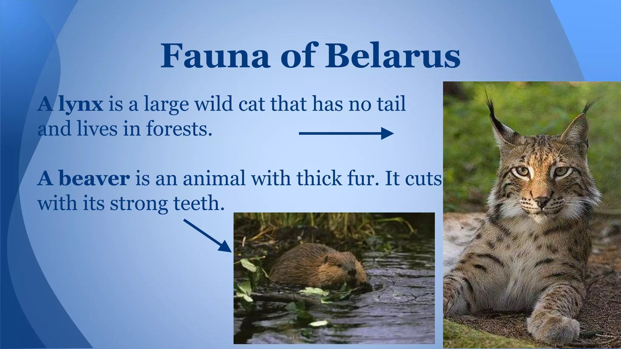 Flora and fauna of Belarus | PPTX