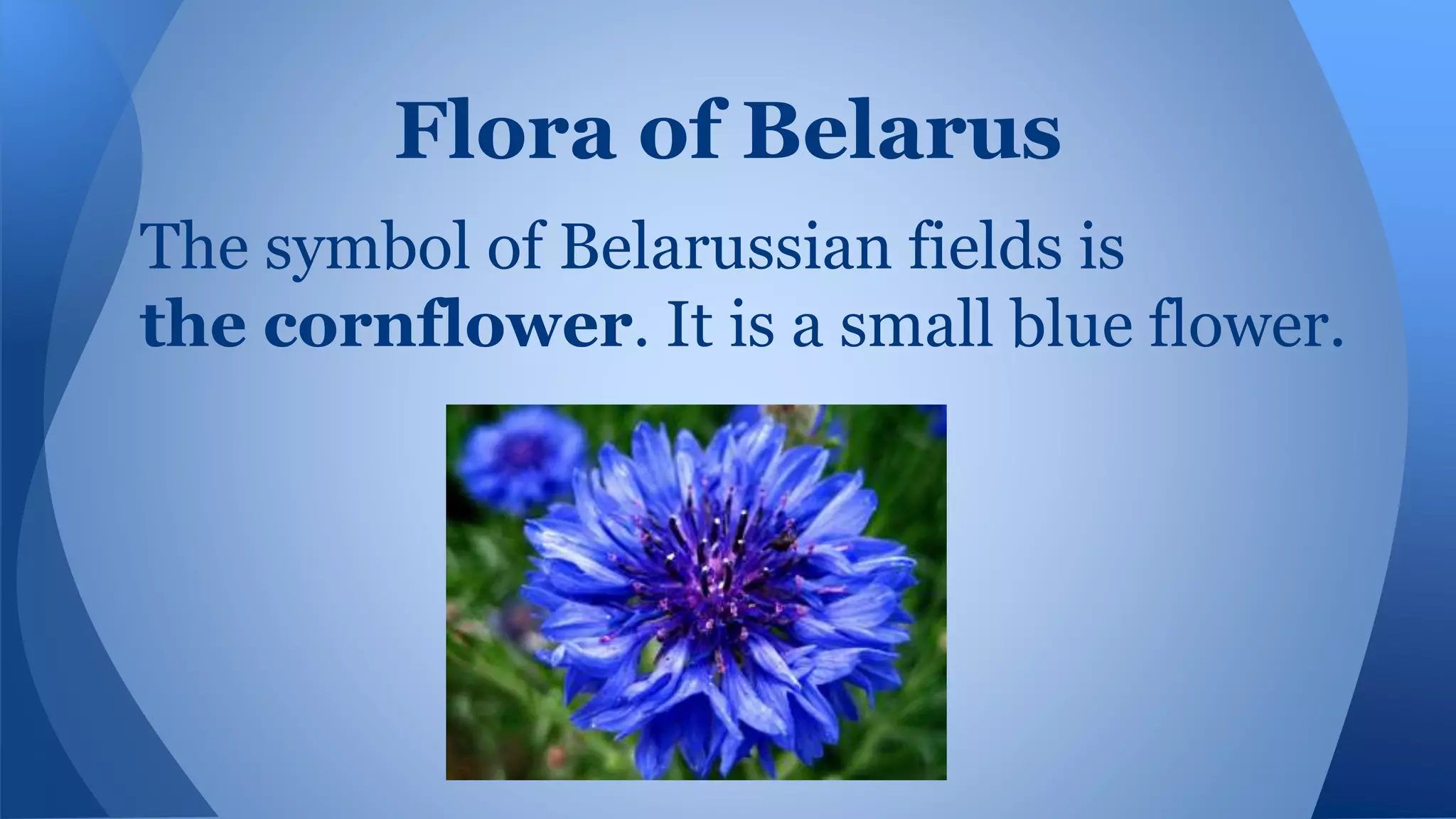 Flora and fauna of Belarus | PPTX