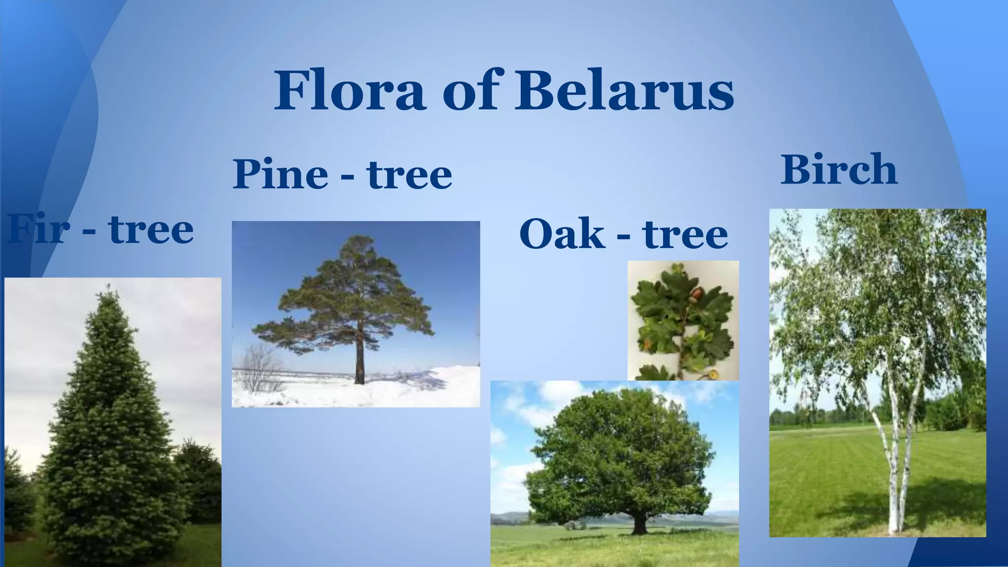 Flora and fauna of Belarus | PPTX