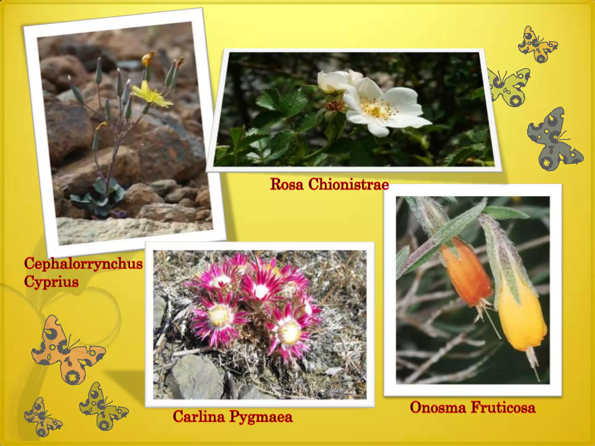 Flora and Fauna of Cyprus Eco Map | PPTX