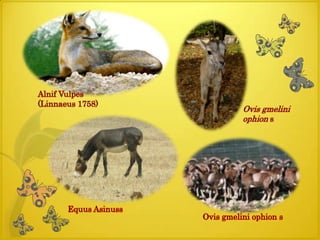 Flora and Fauna of Cyprus Eco Map | PPT