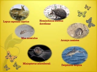 Flora and Fauna of Cyprus Eco Map | PPT