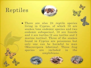 Flora and Fauna of Cyprus Eco Map | PPT