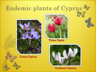Flora and Fauna of Cyprus Eco Map | PPTX