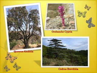 Flora and Fauna of Cyprus Eco Map | PPT