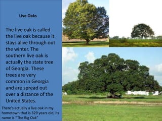 Flora and fauna of georgia | PPTX