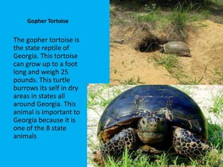 Flora and fauna of georgia | PPTX