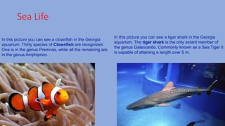 Flora and fauna photo assignment | PPT