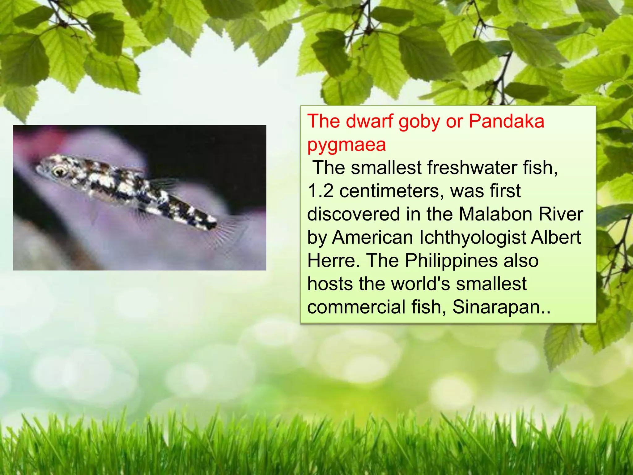 FLORA AND FAUNA ppt.pptx