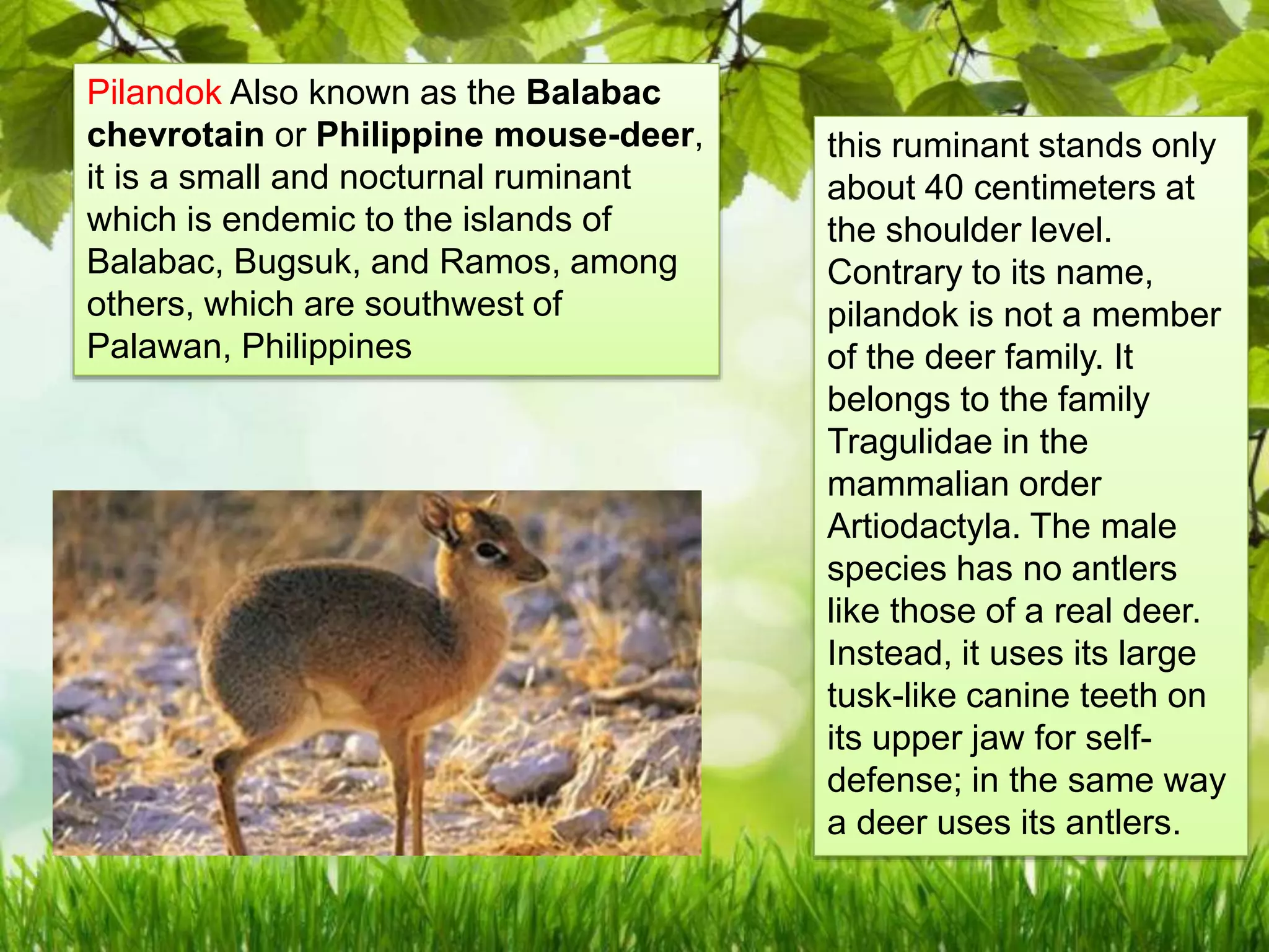 FLORA AND FAUNA ppt.pptx