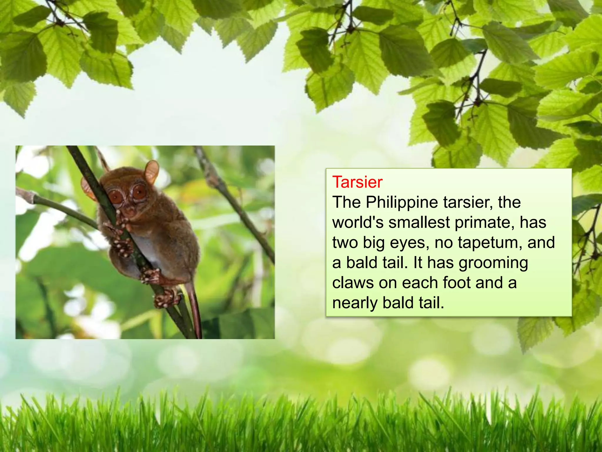 FLORA AND FAUNA ppt.pptx