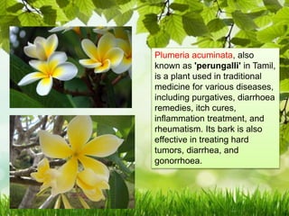 FLORA AND FAUNA ppt.pptx