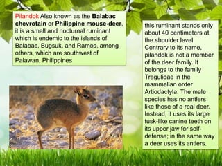 FLORA AND FAUNA ppt.pptx