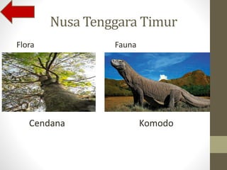 gambar flora dan fauna di ntt - Sam Morgan