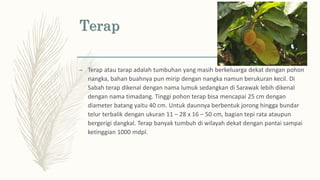 Flora dan fauna endemic malaysia joshua dan echa (2) | PDF