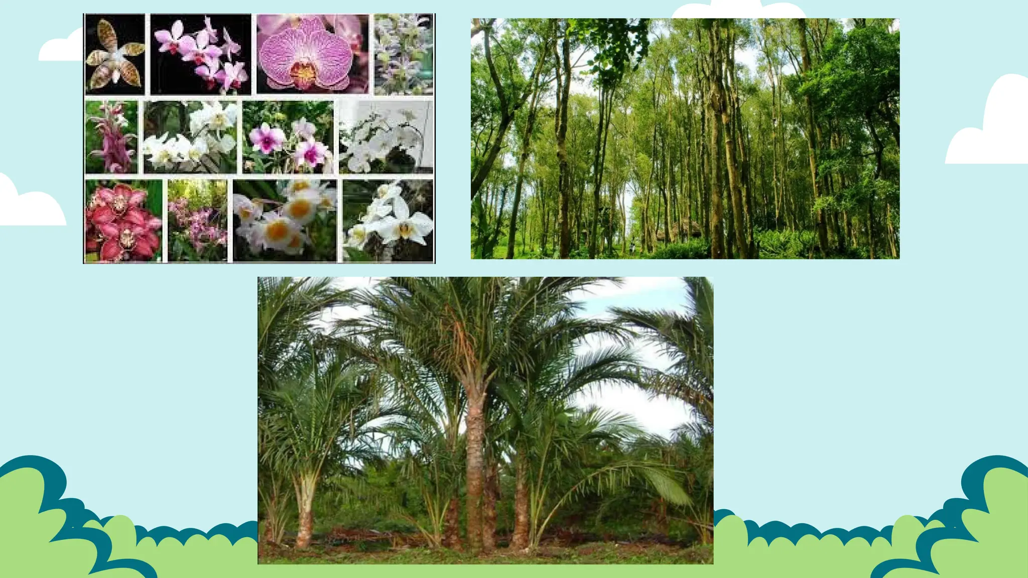 PPT MATERI IPA FLORA DAN FAUNA INDONESIA.pptx