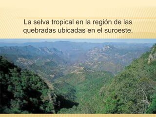 Flora de durango | PPTX