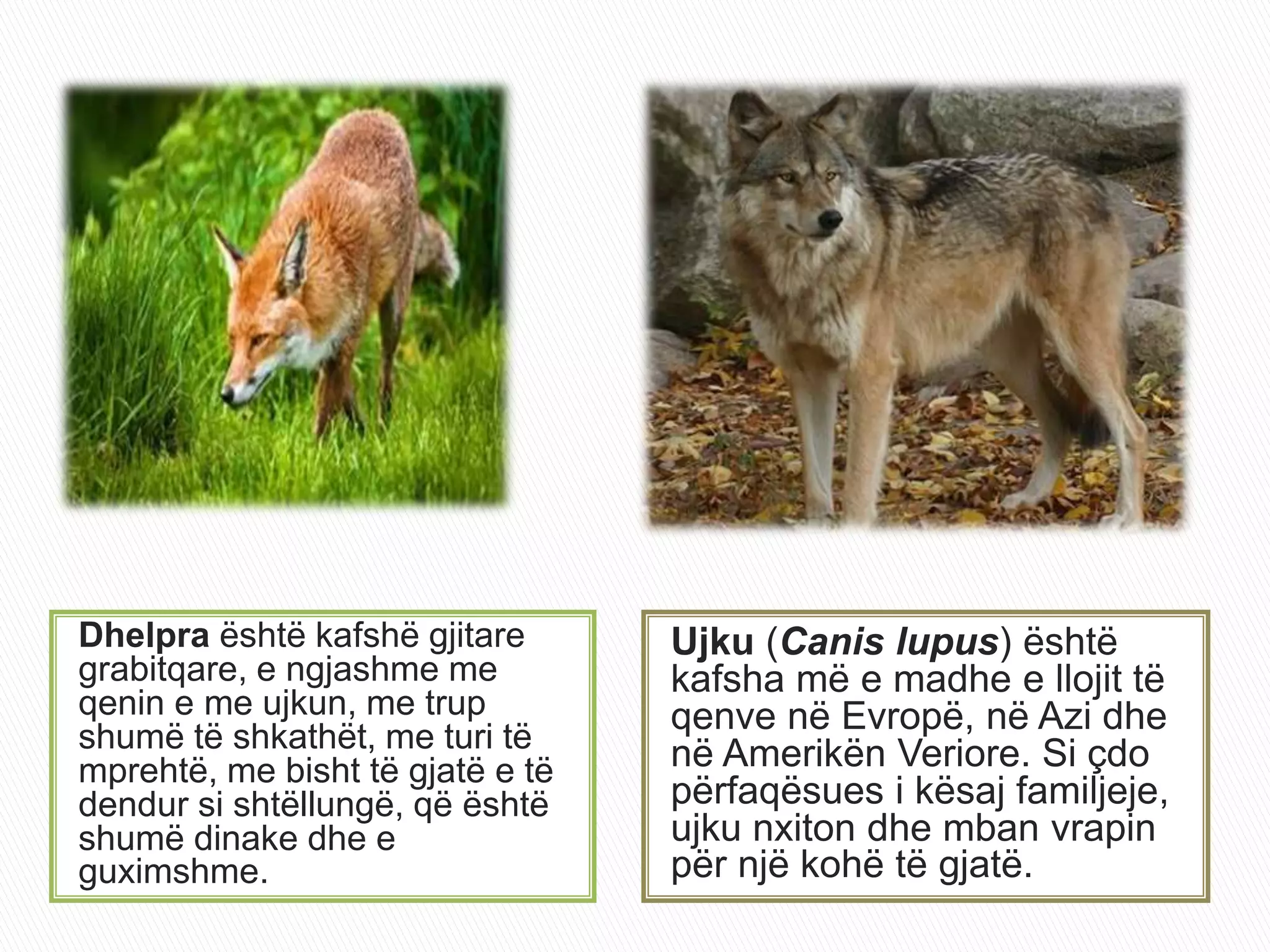 Flora dhe fauna e beratit gjeografi | PPT