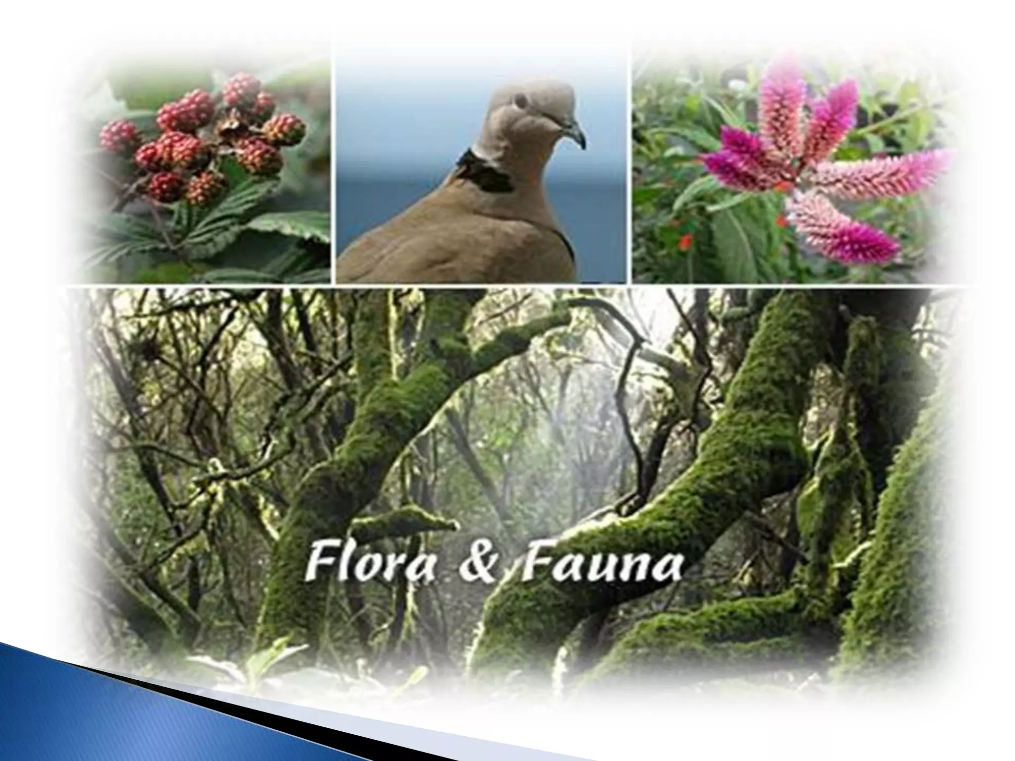 Flora dhe fauna e beratit gjeografi | PPT