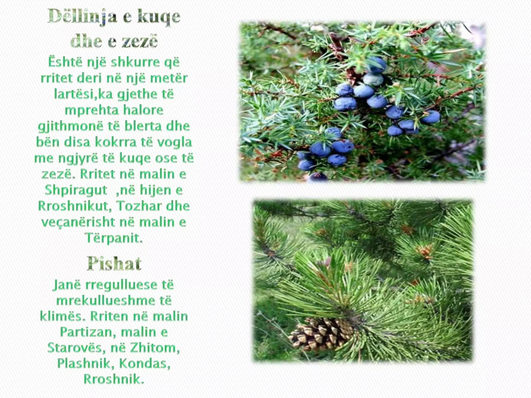 Flora dhe fauna e beratit gjeografi | PPT