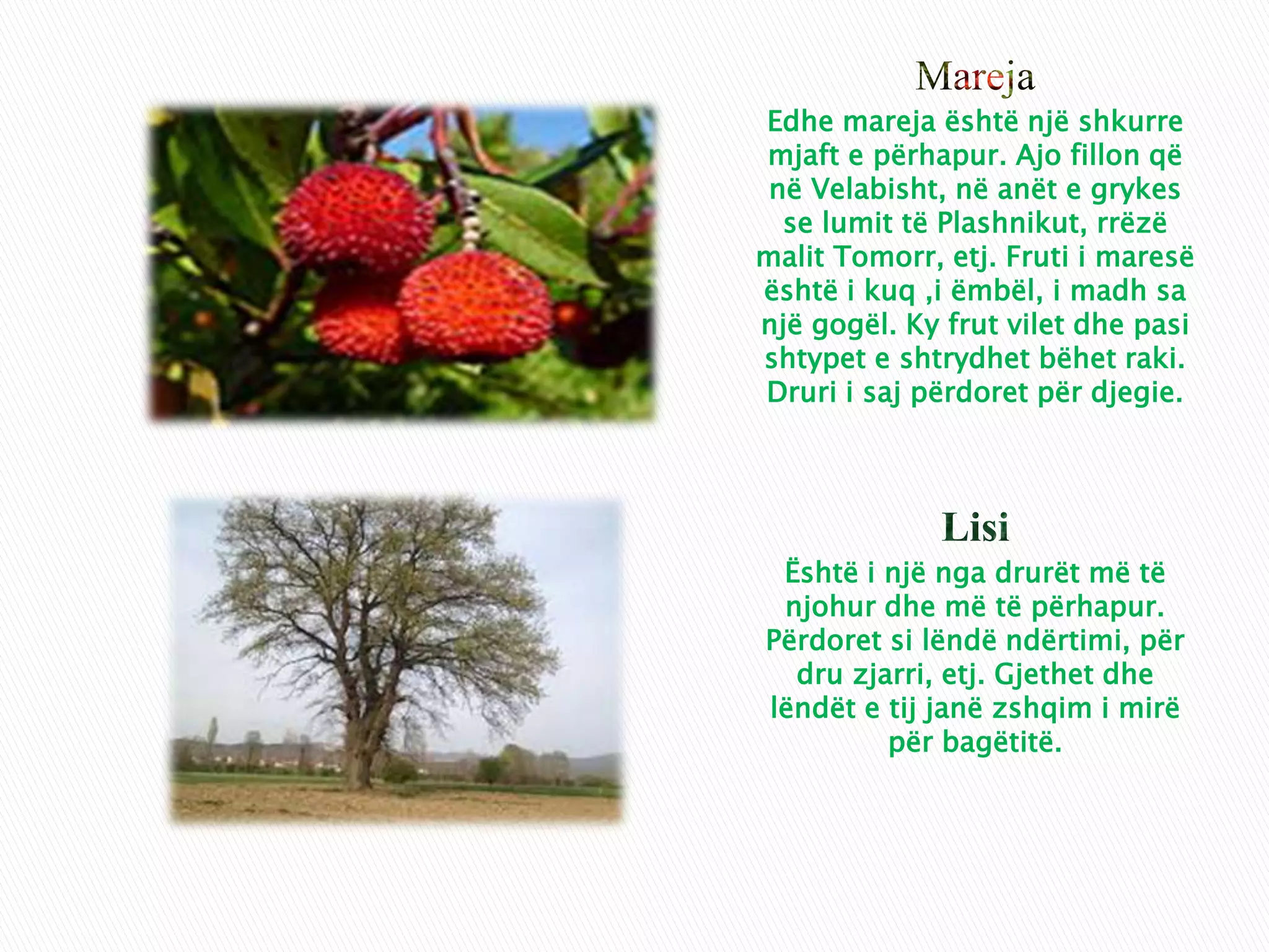 Flora dhe fauna e beratit gjeografi | PPT