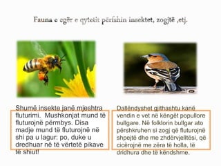Flora dhe fauna e beratit gjeografi | PPT