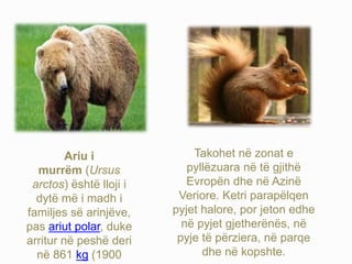 Flora dhe fauna e beratit gjeografi | PPT