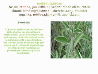 Flora dhe fauna e beratit gjeografi | PPT