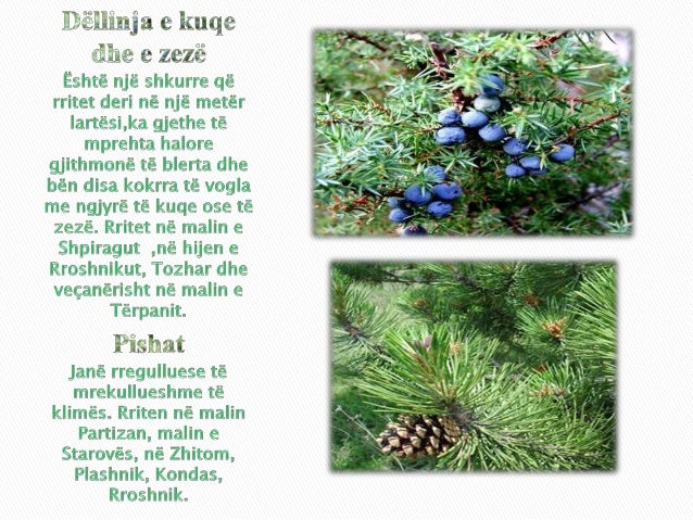 Biodiversiteti i Beratit - Projekt në Gjeografi - 12Vite.com