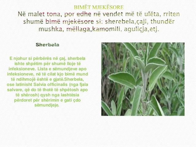 Biodiversiteti i Beratit - Projekt në Gjeografi - 12Vite.com