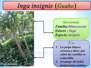 Flora ecuatoriana planats endemicas y ornamental( Sara Canchignia) | PPTX