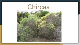 Flora en la pradera de uruguay | PDF