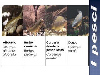 Flora & fauna | PPT | Free Download