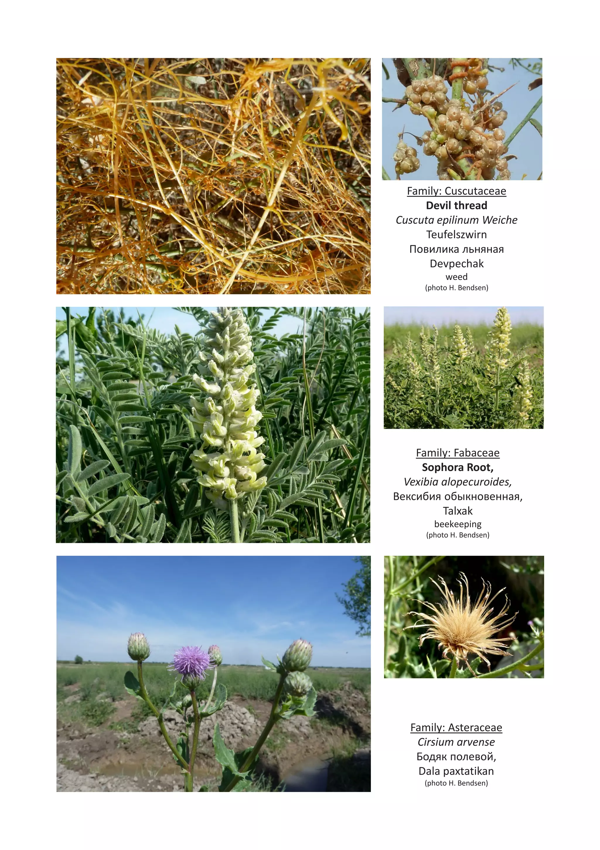 Flora and Fauna of Khorezm and Karakalpakstan | PDF | Gardening | Home ...