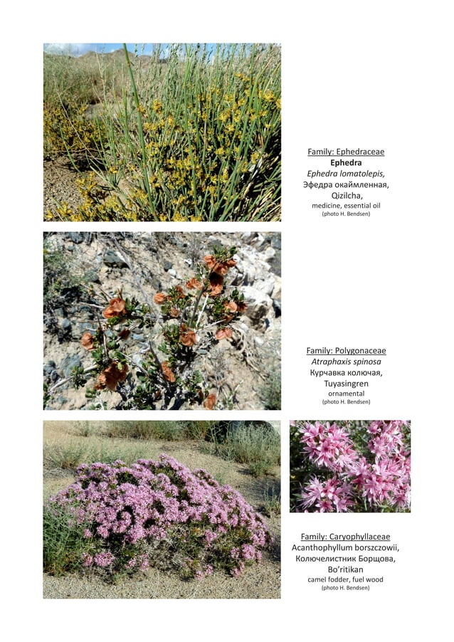 Flora and Fauna of Khorezm and Karakalpakstan | PDF | Gardening | Home ...