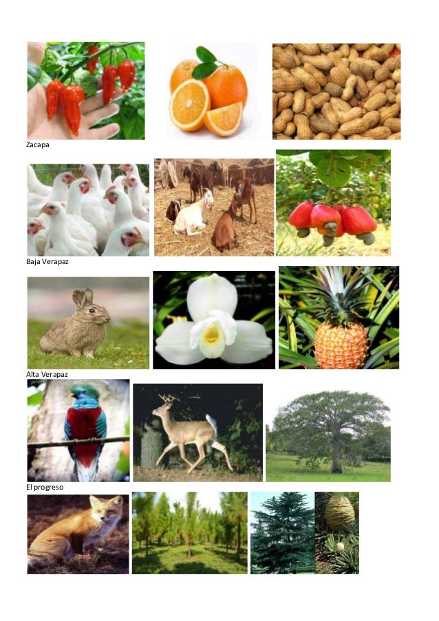 Flora fauna de los departamentos de guatemala