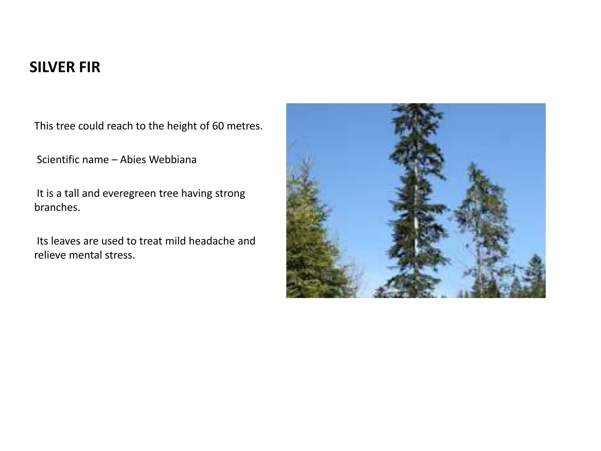 FLORA & FAUNA OF J&K.pptx