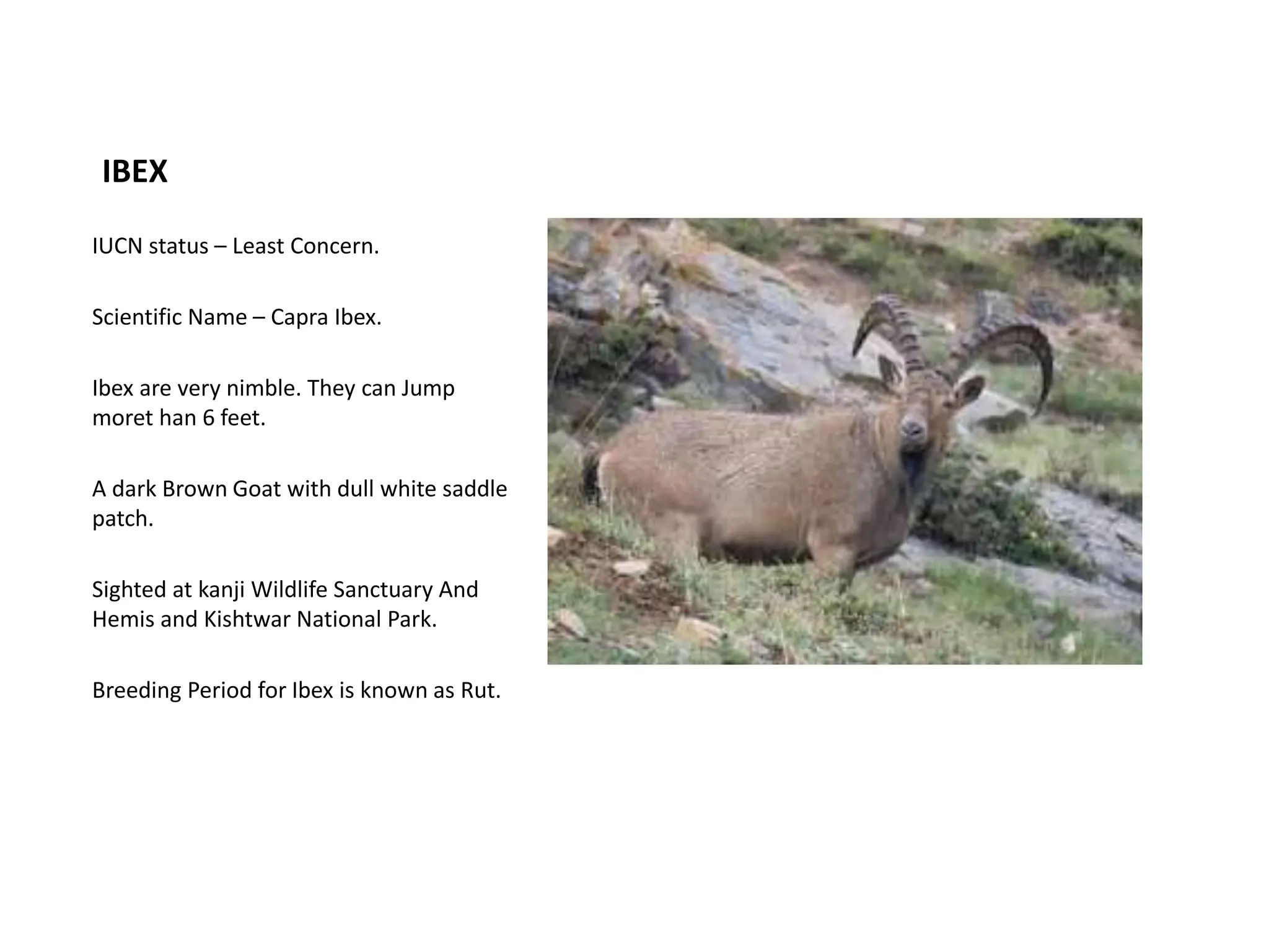 FLORA & FAUNA OF J&K.pptx