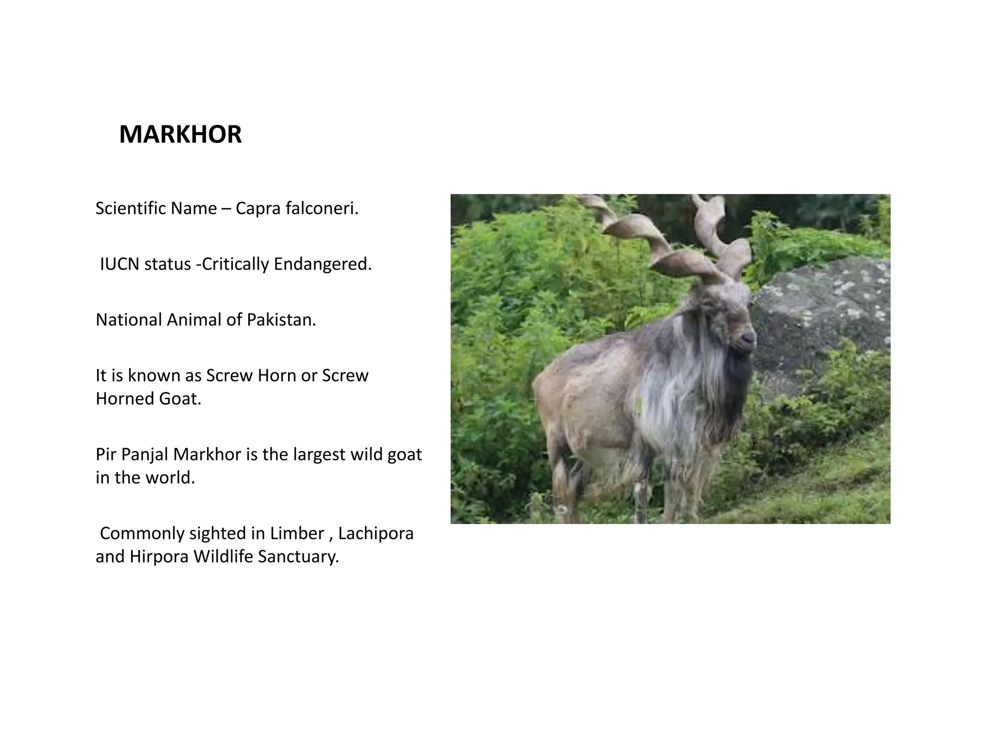 FLORA & FAUNA OF J&K.pptx
