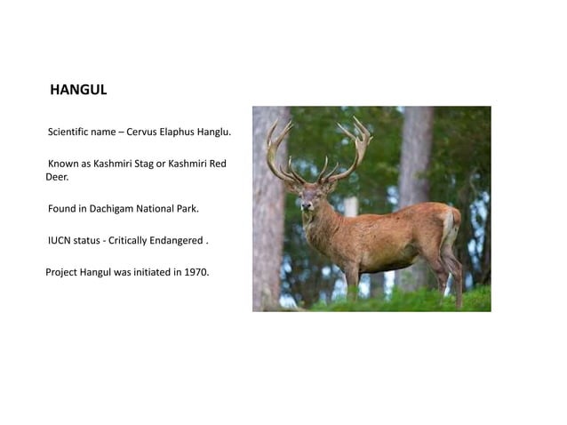 FLORA & FAUNA OF J&K.pptx