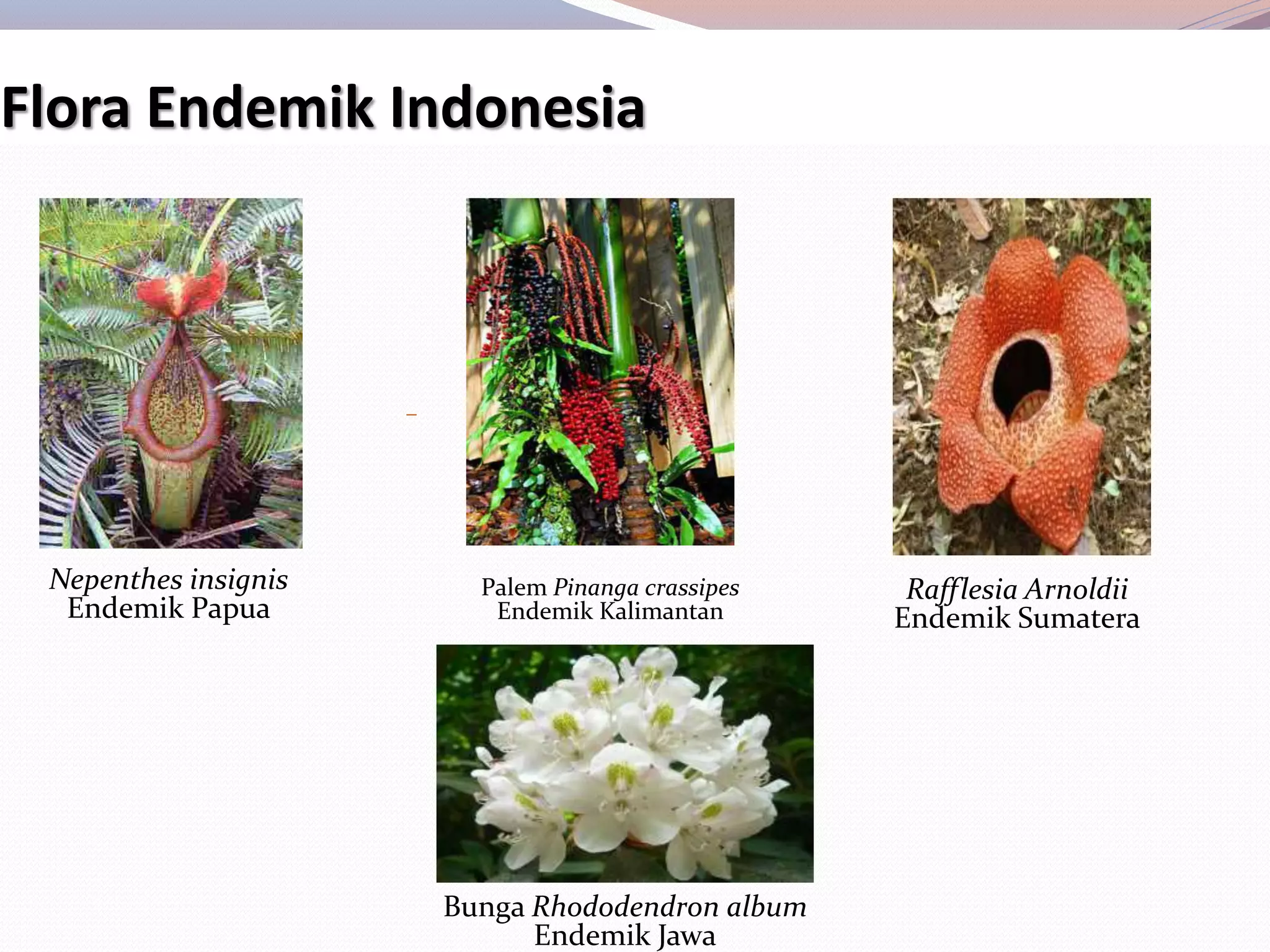 FLORA DAN FAUNA | PPTX