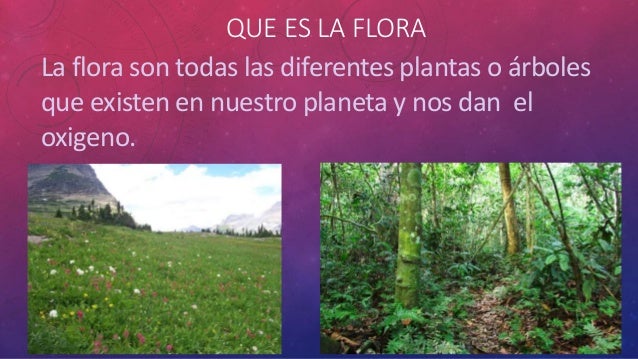 Es Contagiosa La Flora Cocoide - abstractor