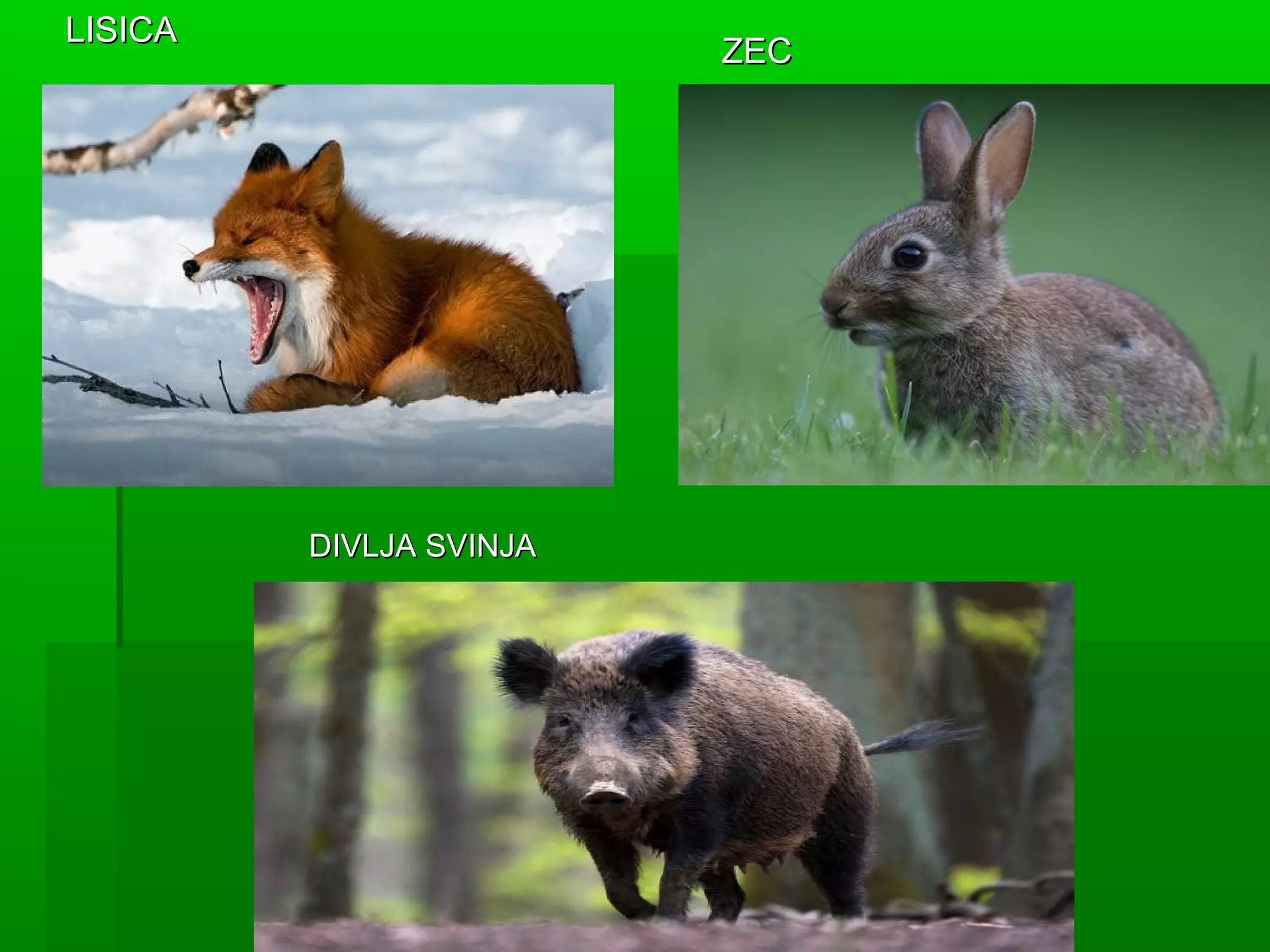 Flora i fauna Srbije | PPT