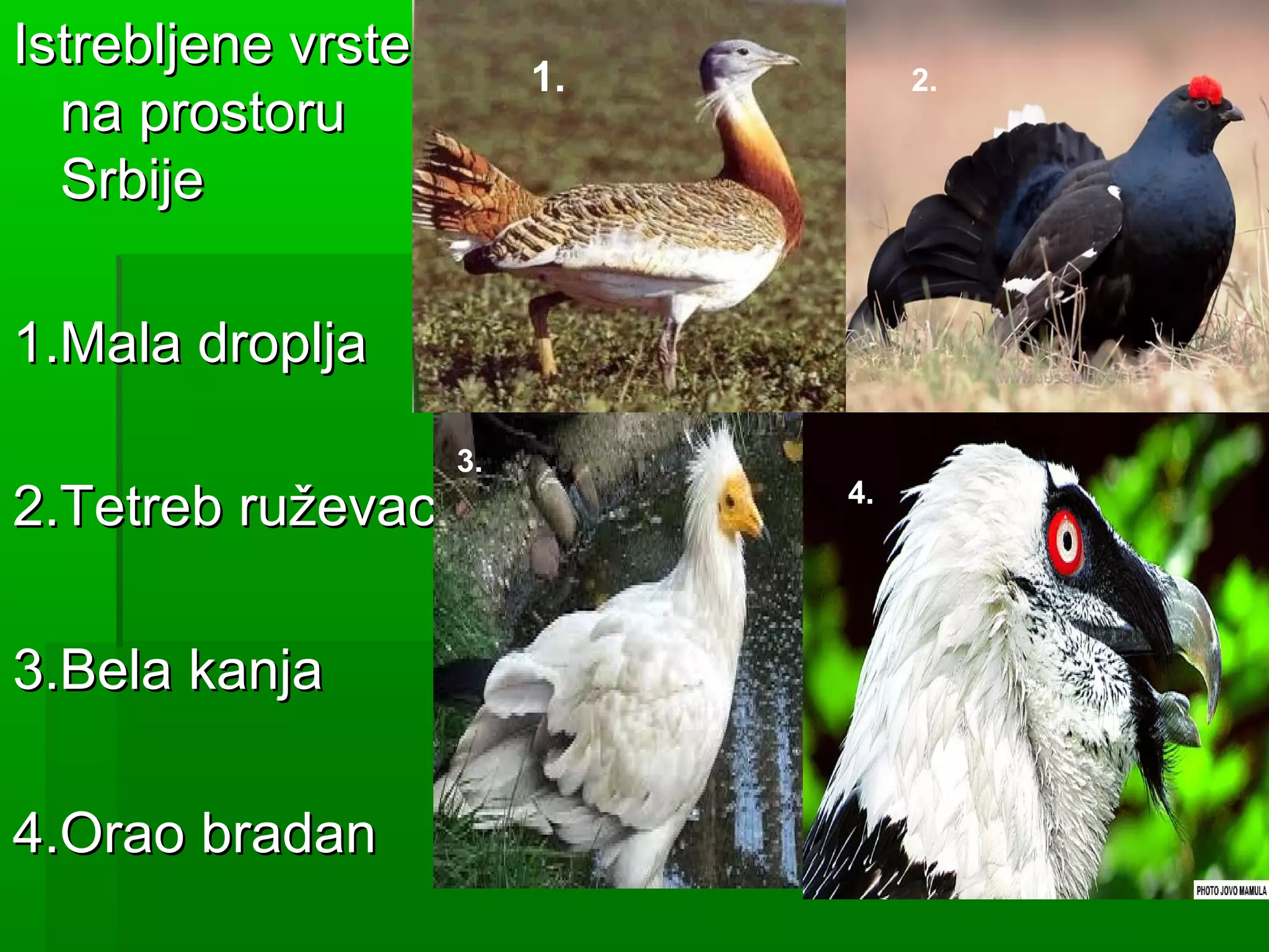 Flora i fauna Srbije | PPT