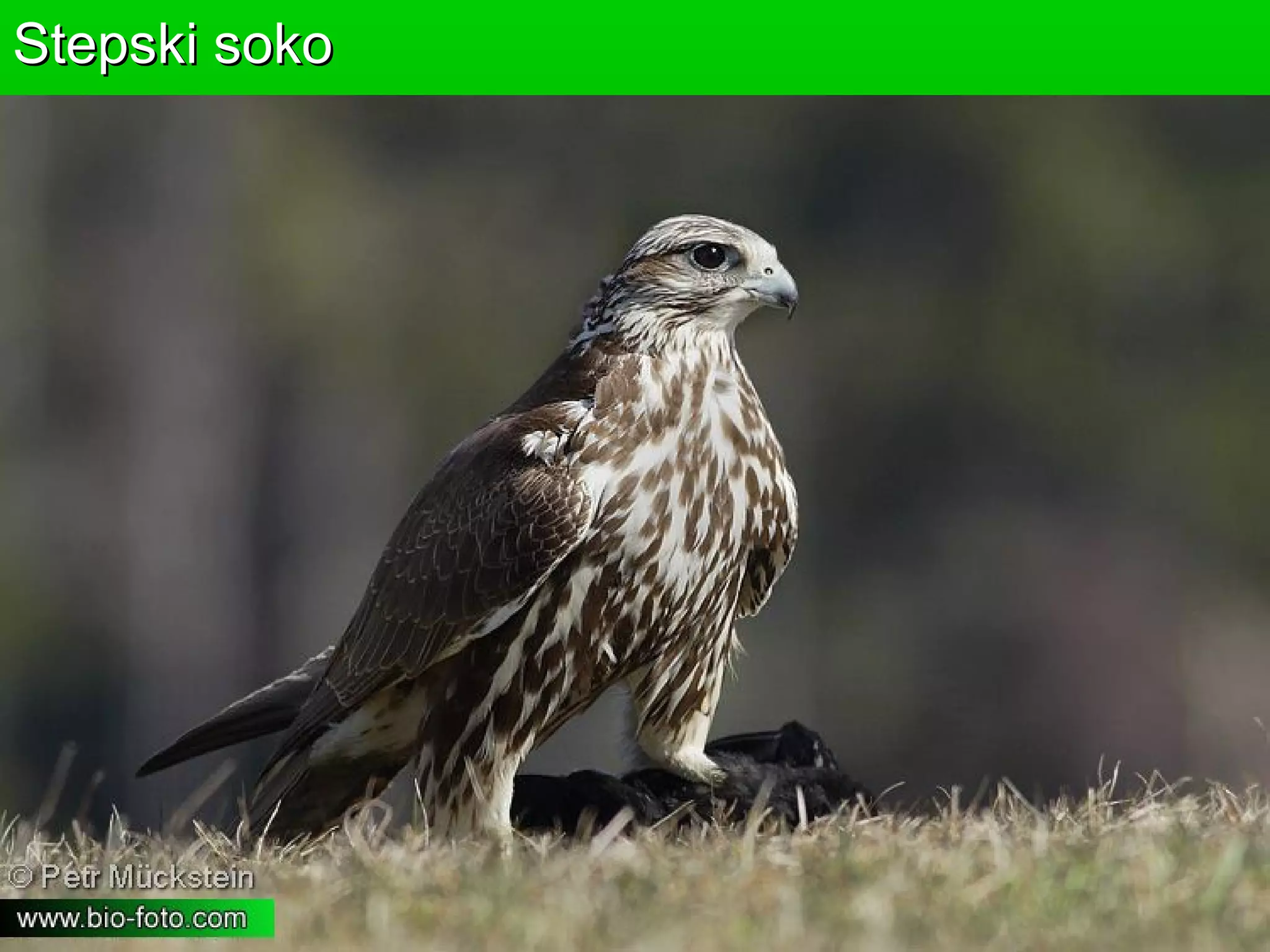 Flora i fauna Srbije | PPT
