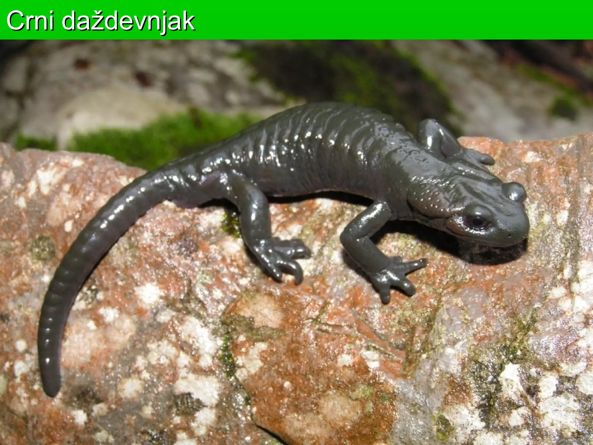 Flora i fauna Srbije | PPT