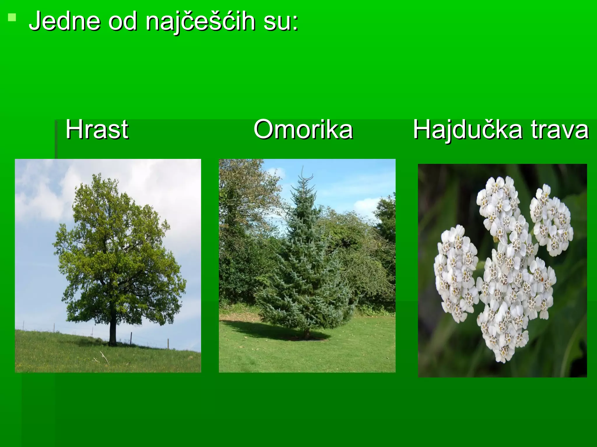 Flora i fauna Srbije | PPT