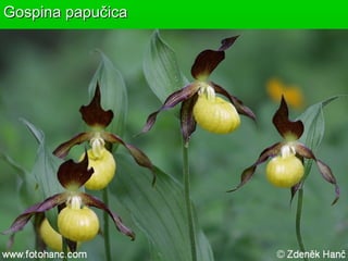 Flora i fauna Srbije | PPT