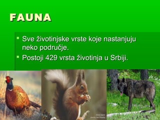 Flora i fauna Srbije | PPT