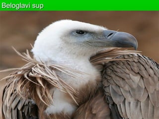 Flora i fauna Srbije | PPT